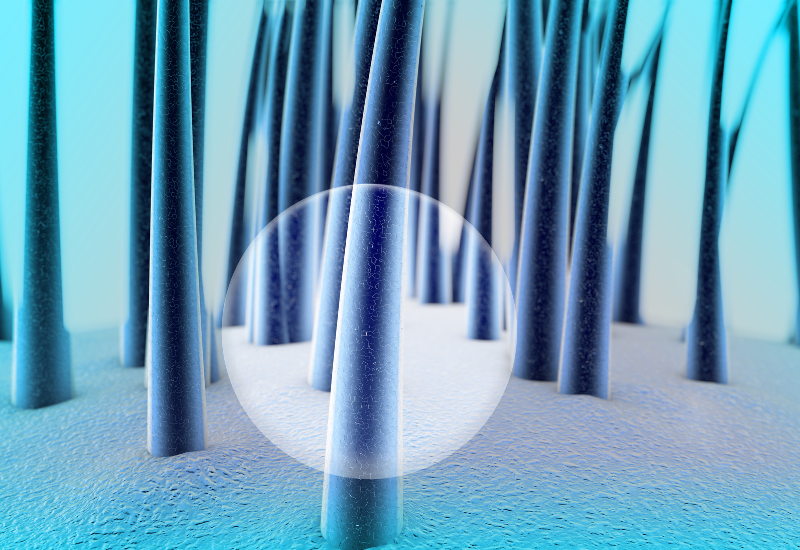 The Science of Hair: Understanding Hair Structure and Growth Cycle ...